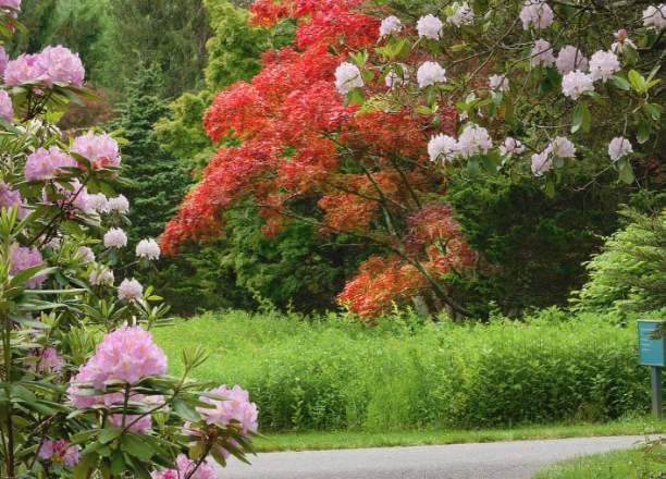 Tyler Arboretum