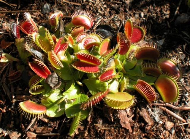 venus fly trap