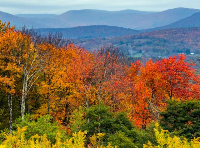 Fall Foliage Report New York Peak Fall Colors Arrive In Buffalo And