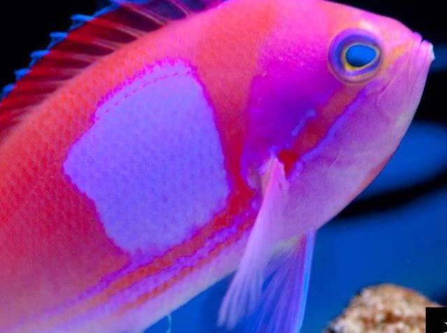 Hot Pink Saltwater Fish