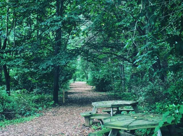 green trees forest school