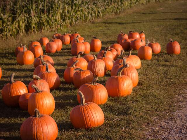 Fall Activities in Cumberland Valley | Seasonal Attractions