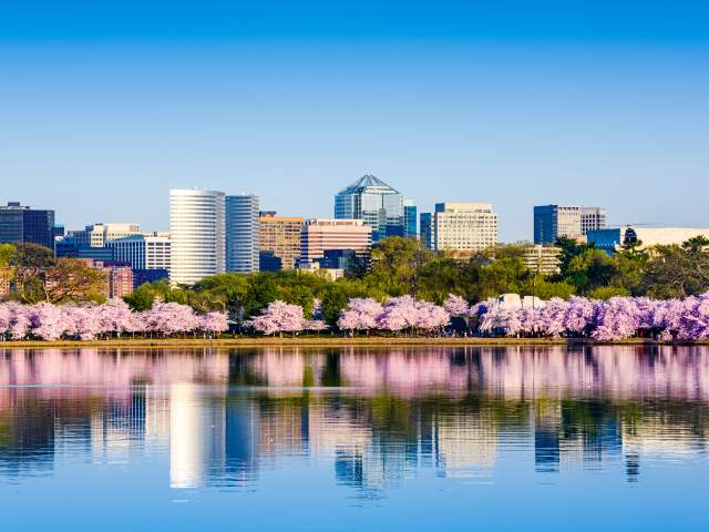 Northern Virginia Cherry Blossoms Here's Where To See The Cherry Trees