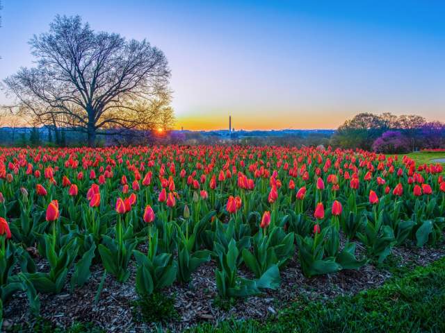 spring field flowers