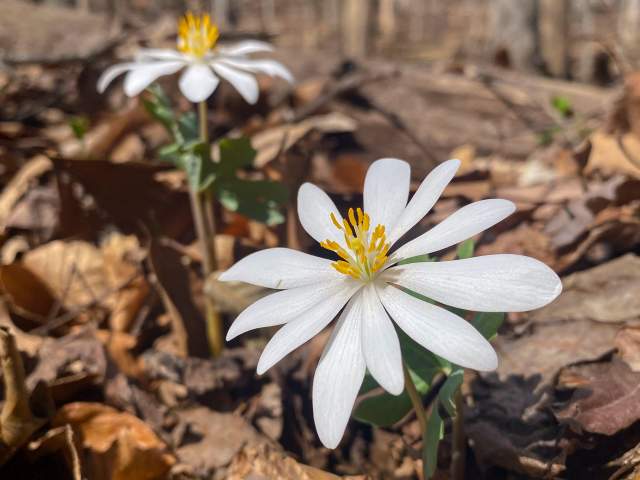 earliest spring wildflowers