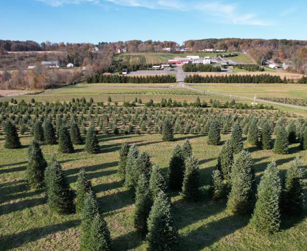Pioneer Evergreen Farms