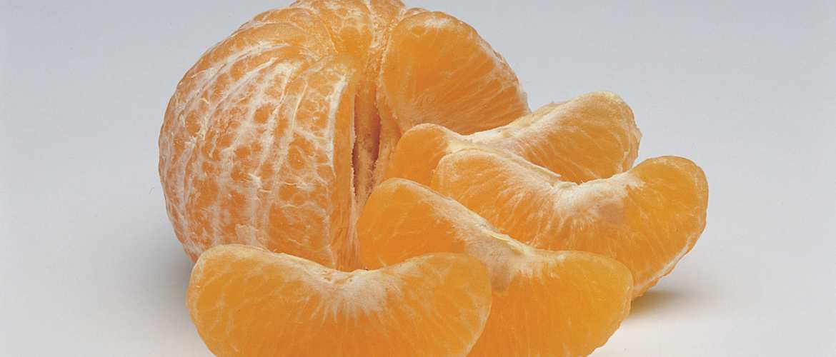 temple oranges florida