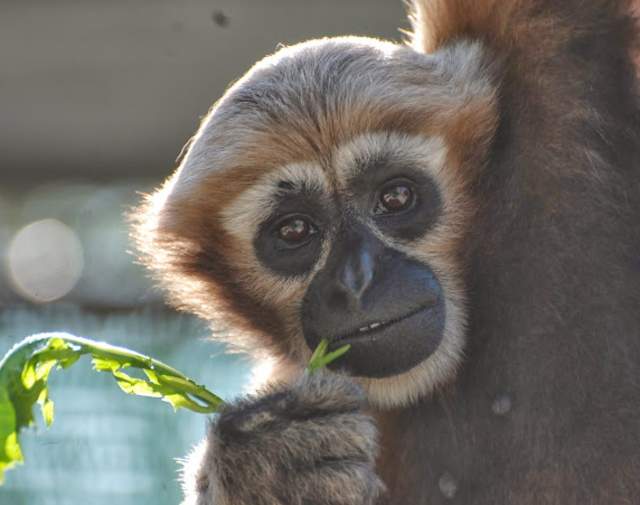 Gibbon Conservation Center