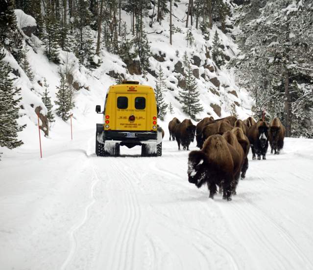 Yellowstone Tours | Visit Big Sky