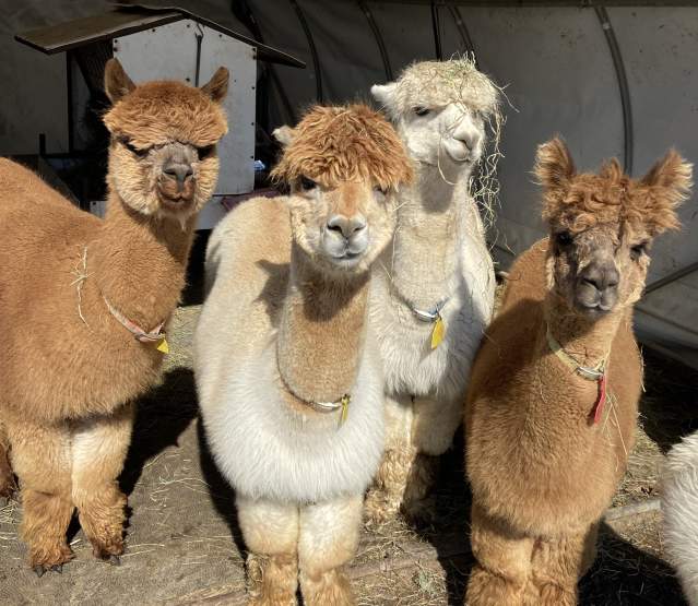 LondonDairy Alpaca Ranch
