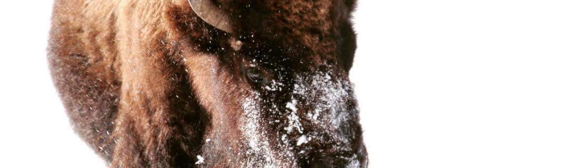 are sky bison extinct