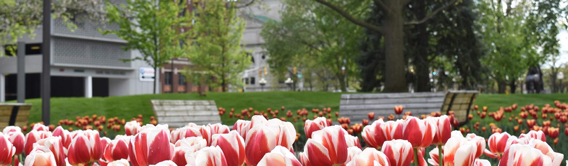Spring Flowers In Ohio | Best Flower Site