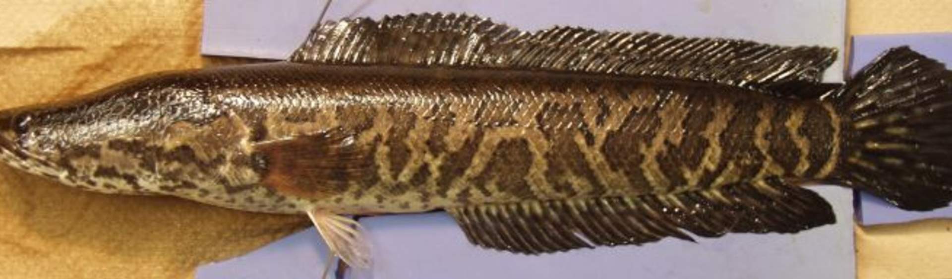snakehead fish