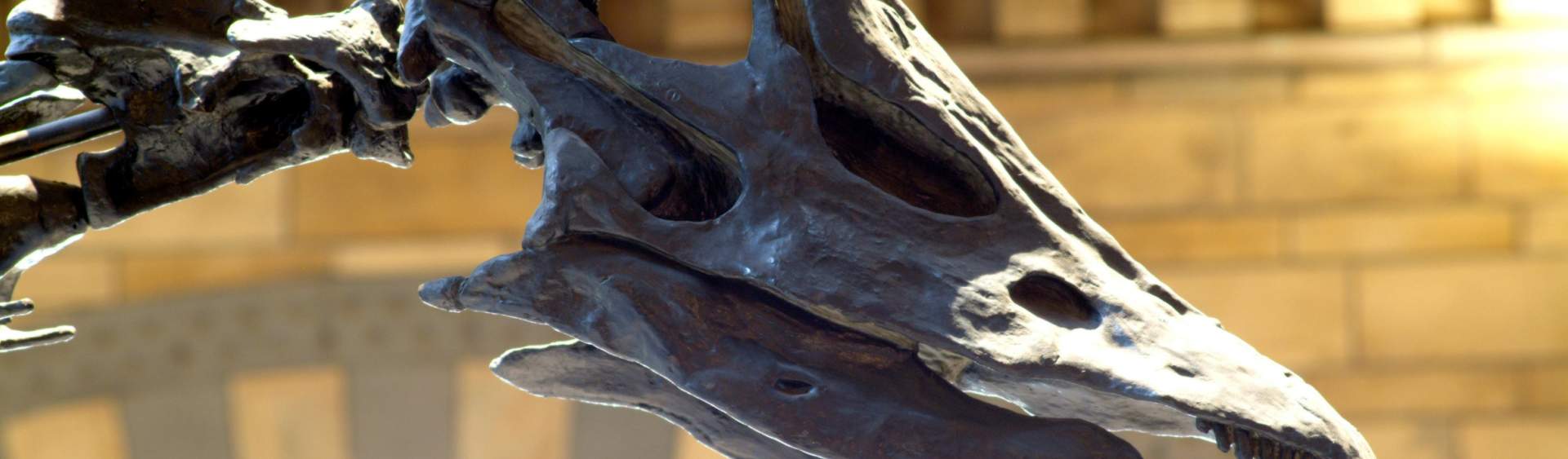 diplodocus skeleton dippy