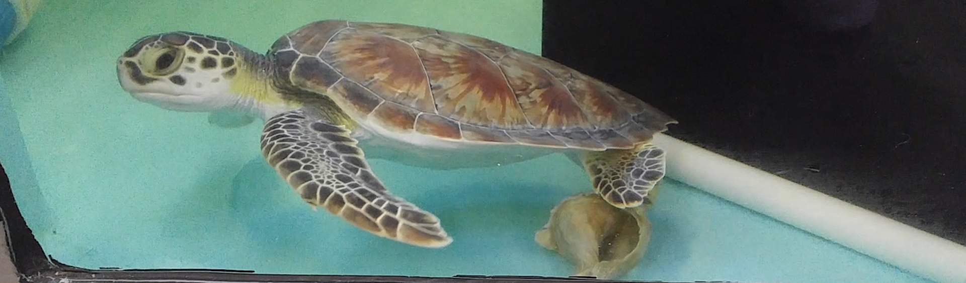 sea turtle