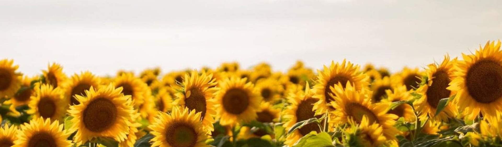 sunflower header