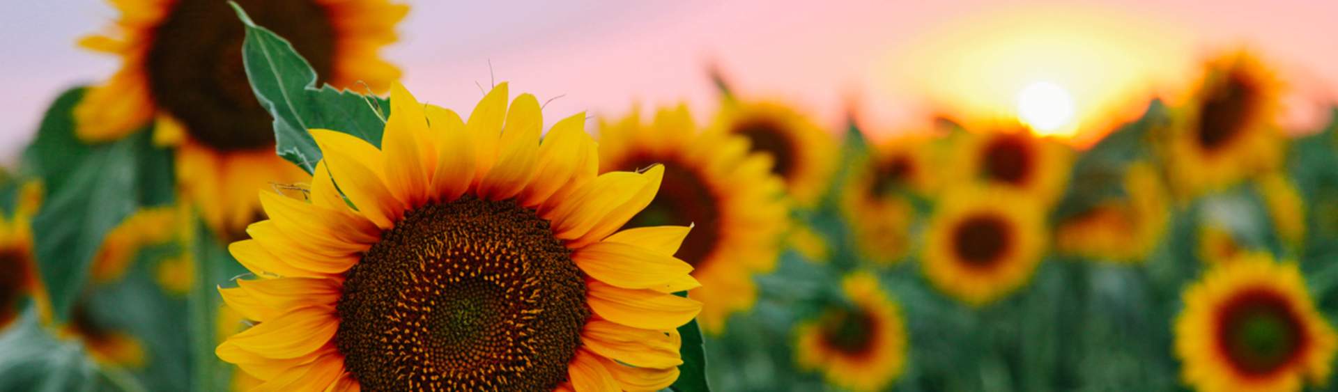 sunflower headers