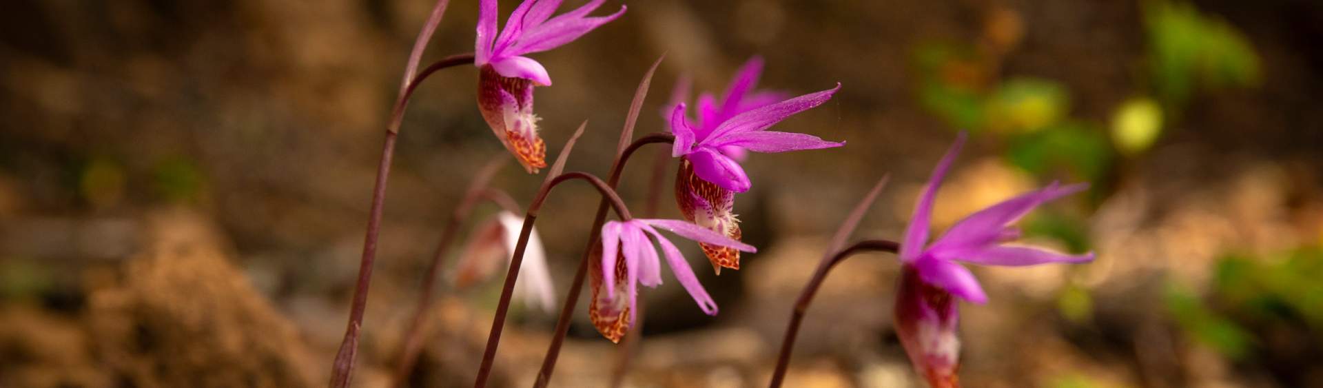 Native Oregon Wildflowers