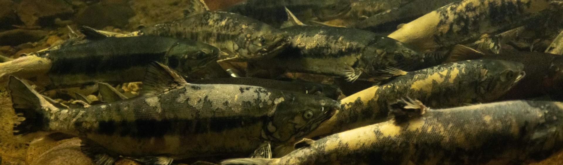 salmon spawning habitat