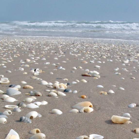sandspur beach shells