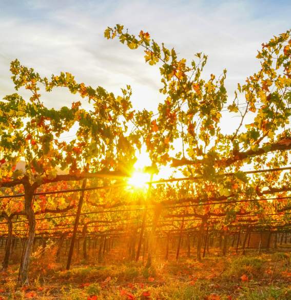 Plan A Trip or Vacation To Temecula Wine Country | Visit Temecula Valley