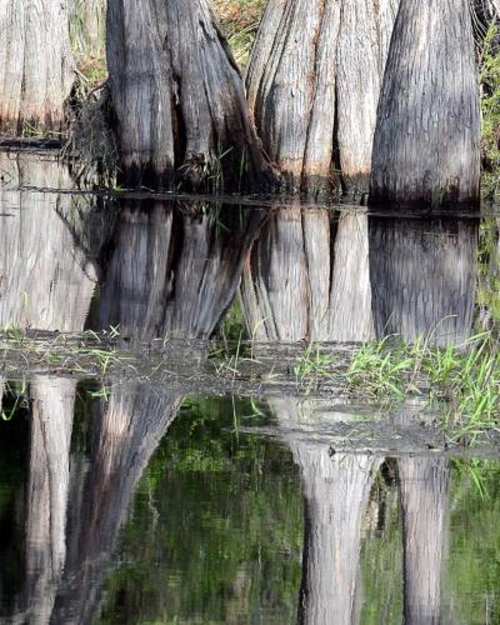 Beautiful Forests In Florida