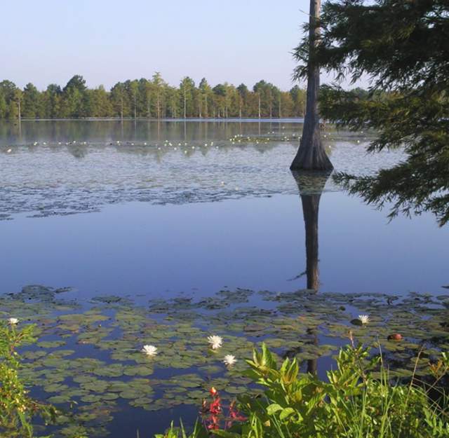 Rhodes Pond