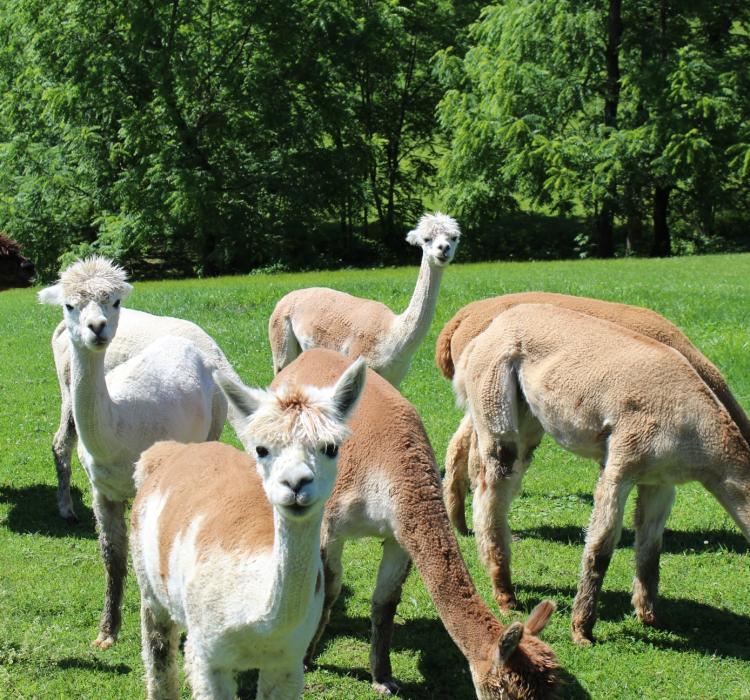alpaca farm