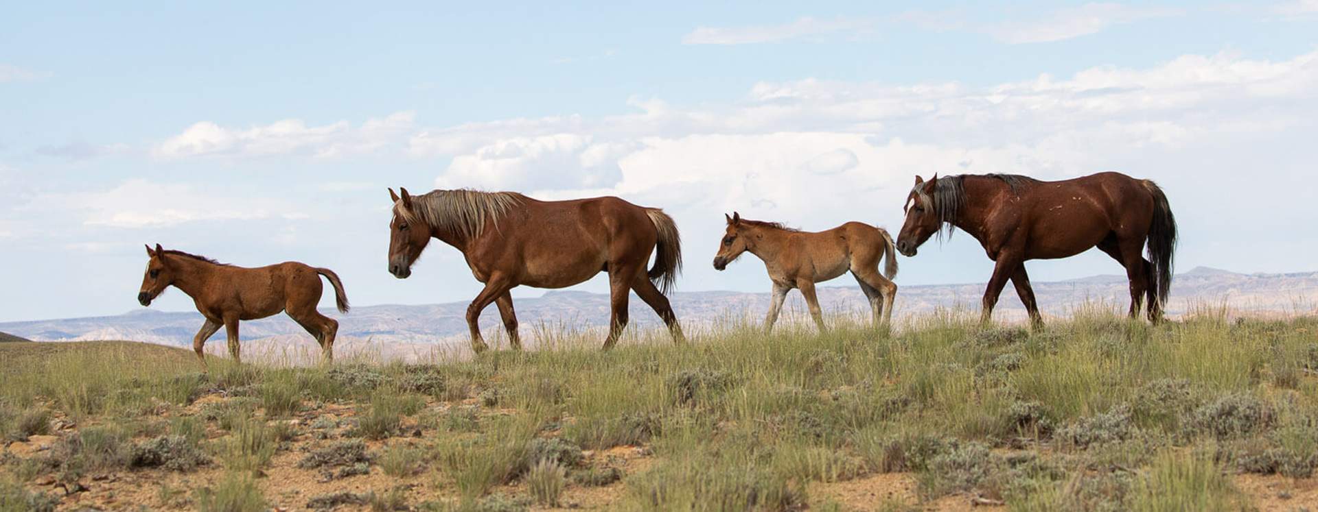 wild horse herd coloring pages
