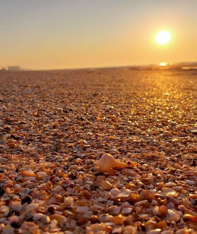 sandy beach with shells