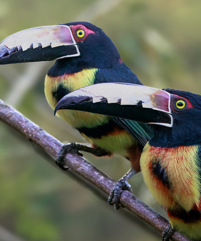 Birds Panama Birding Around Canopy Lodge In Panama — Birdchick