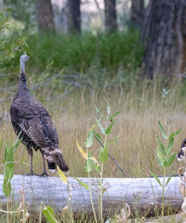 Wildlife Viewing & Bird Watching | Nature Activities in Casper