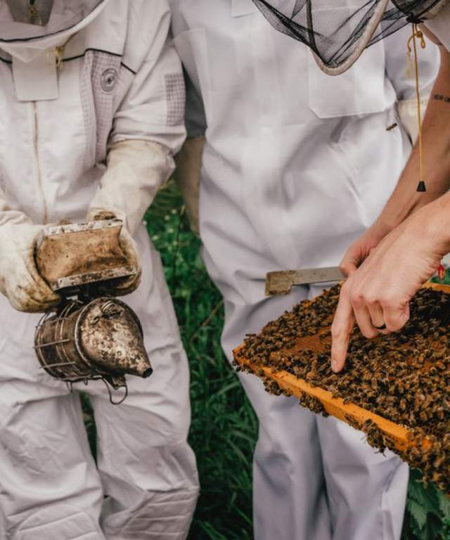 Meet the Bees Experience