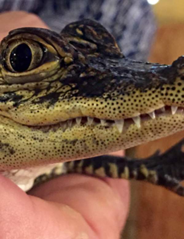 alligator up close