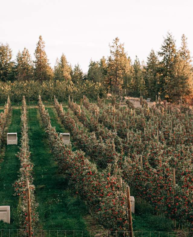 Thanksgiving in Kelowna | Harvest and Fall Colours