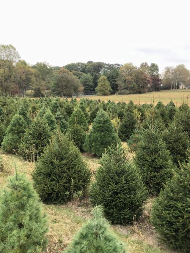 Bucks County Tree Farms