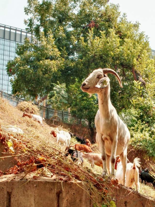 Goats In The Garden