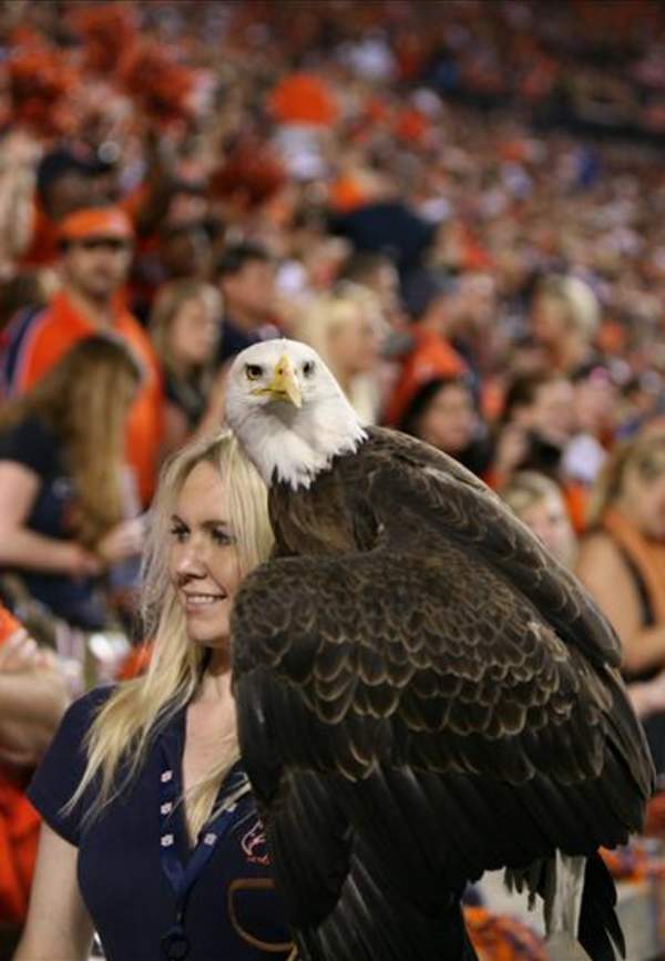 auburn war eagle origin