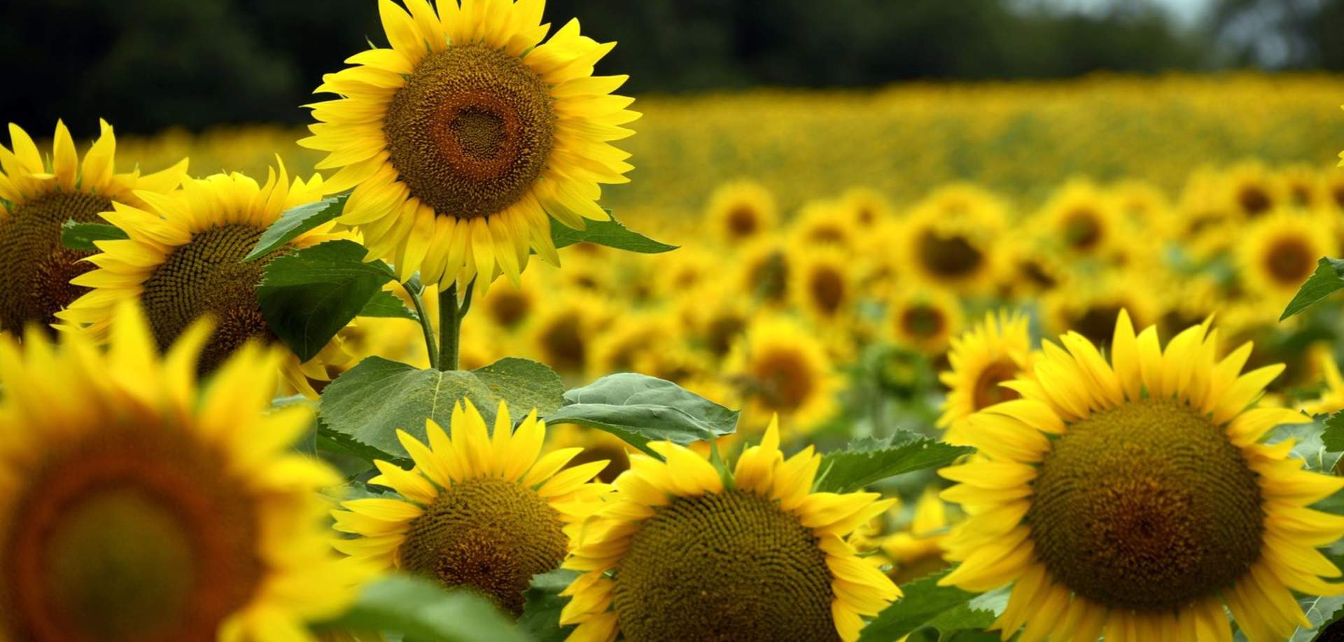 sunflower field widnes