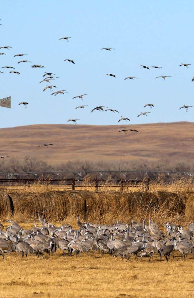 Sandhill Cranes