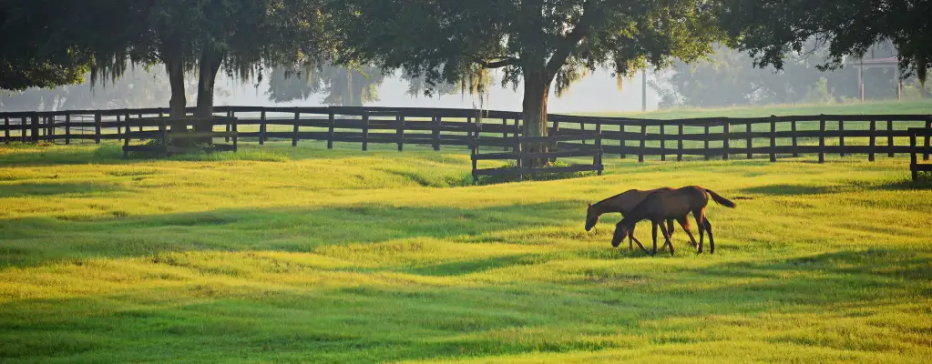 Florida Horse Pastures