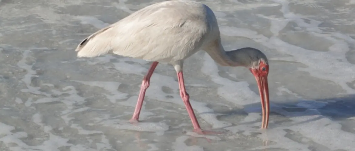 Images Of Birds In Florida National Geographic Field Guides To Birds: