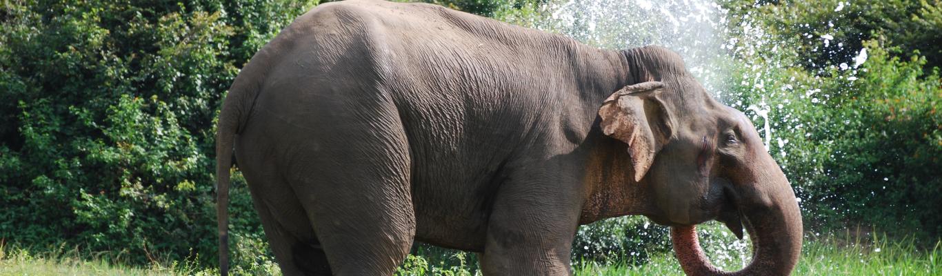 elephant conservation status