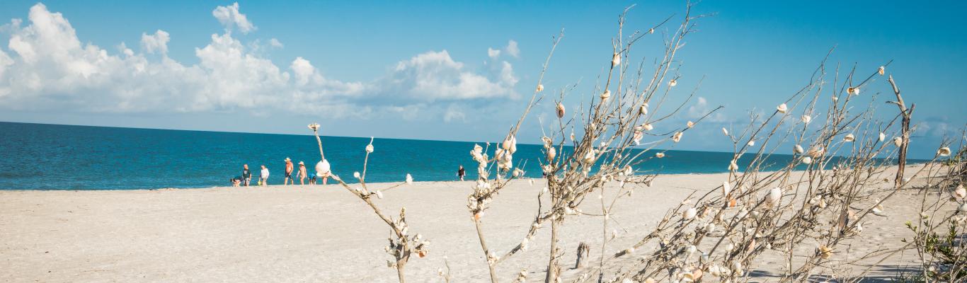 South West Coast Florida Beaches Southwest Florida: 8 Spots For