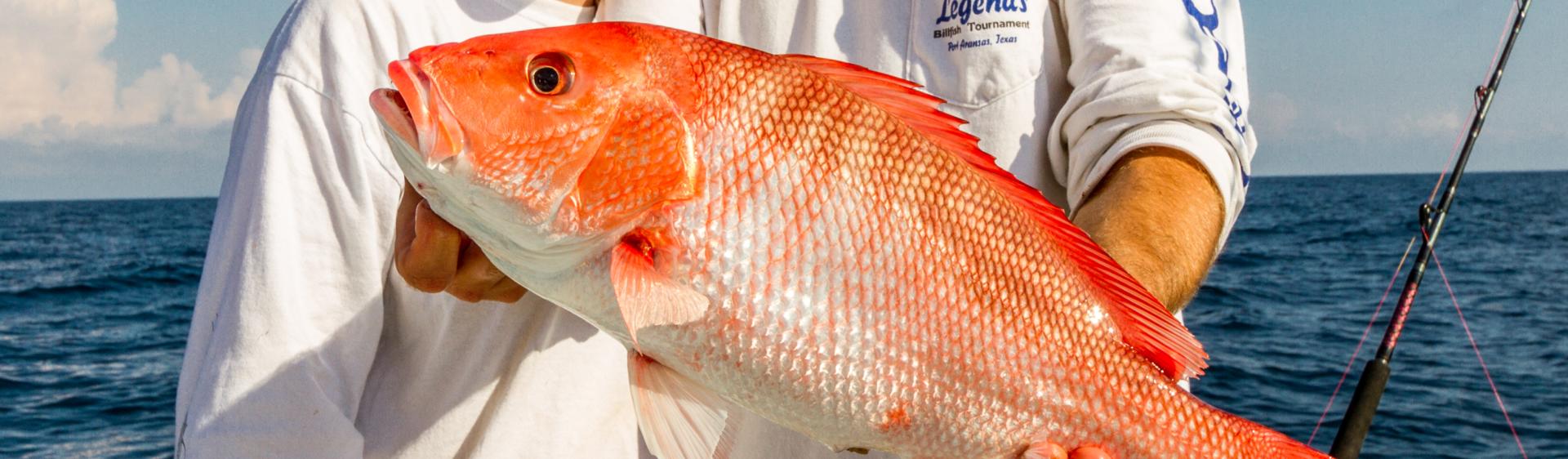 fish examples pictures