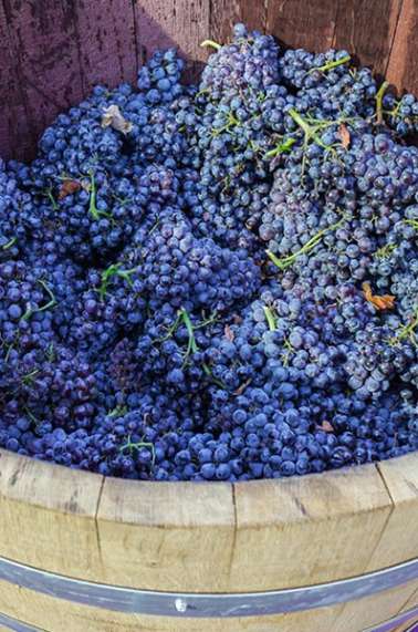 Temecula Valley, CA Visitors Guide To Hotels, Wineries, & Things To Do