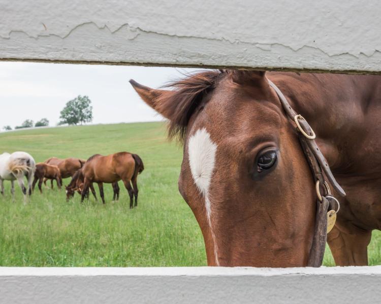 farms with horses