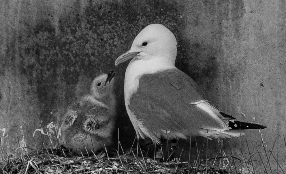 young kittiwake