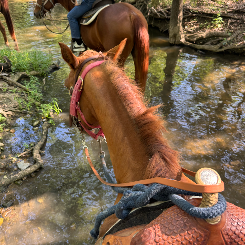 Experience a Horseback Riding Adventure and Mini Cow Encounter With ...