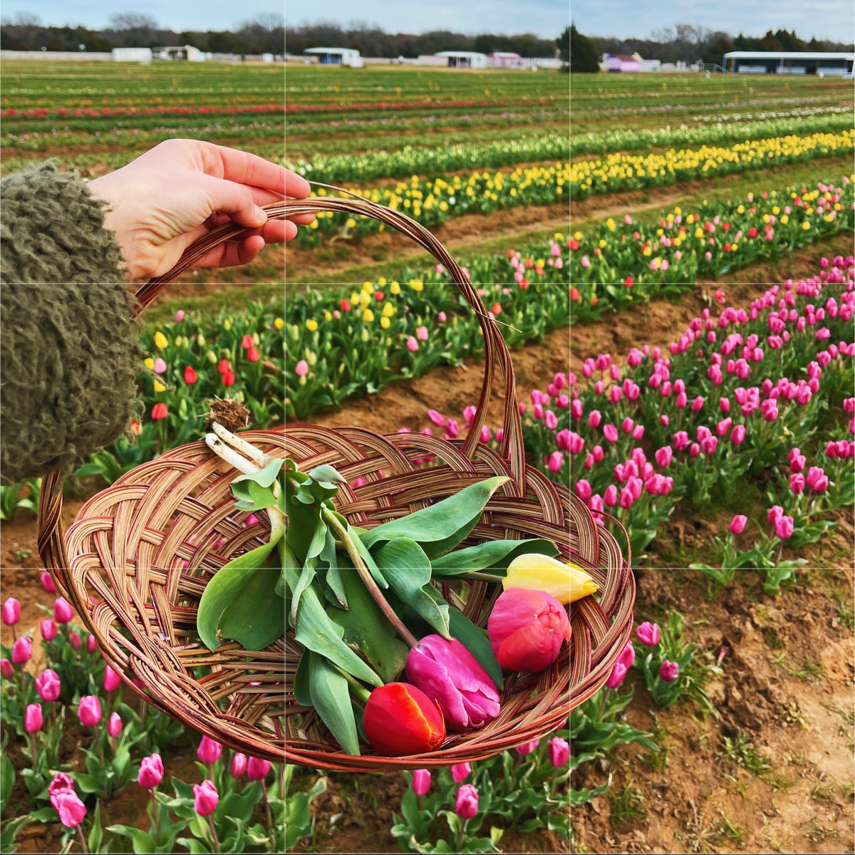 Pick Your Own Tulips at Texas Tulips, a 26-Acre Tulip Farm in DFW